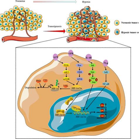 In The Hypoxic Tumor Microenvironment Hypoxia‐inducible Factor Download Scientific Diagram