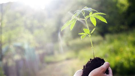 Aptus Feeding Chart Usage Guide Fast Buds United States