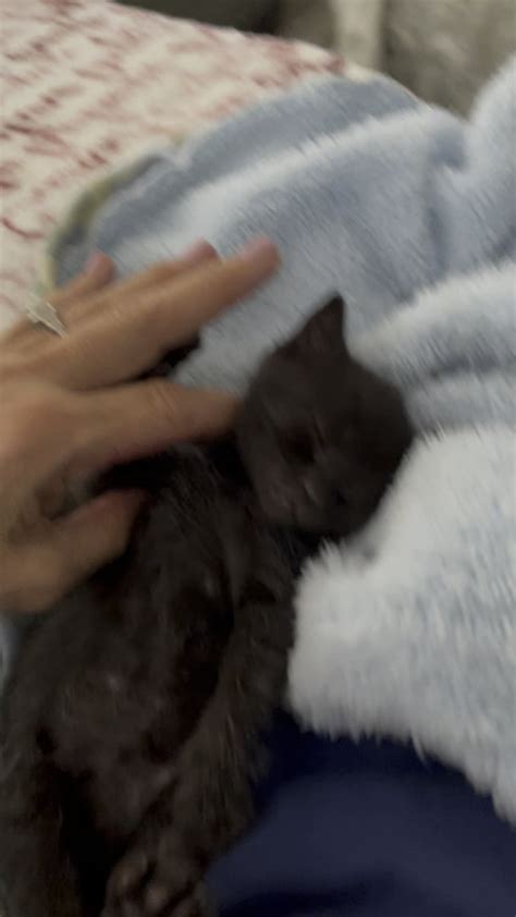 Mini Werewolf R Kitten