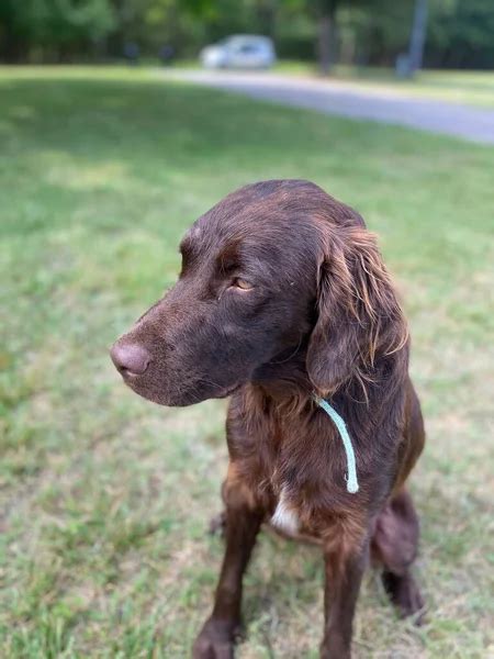 Springer Spaniel Chocolate Lab Mix