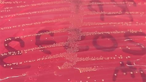 Staphylococcus Sciuri Introduction Morphology Pathogenicity Lab