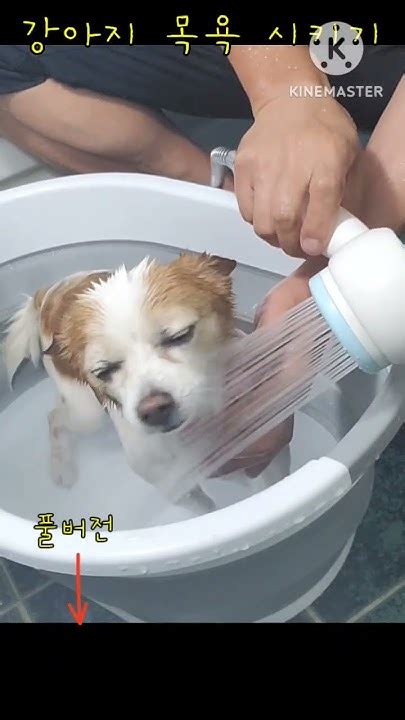 강아지 목욕 시키기 댕댕이 강아지목욕 강아지 댕댕이 댕댕이목욕 치와와 말티즈 Youtube