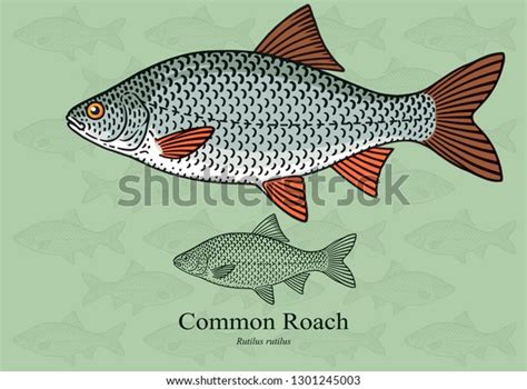 Common Roach Vector Illustration Refined Details Stock Vector Royalty
