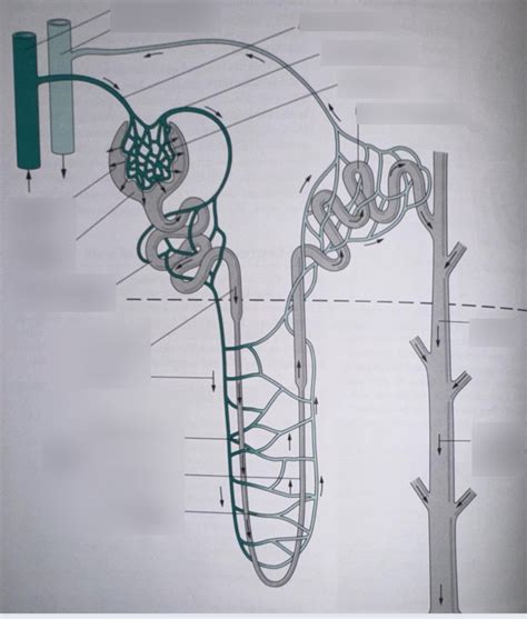 Diagram Of Urninary Functional Unit Quizlet