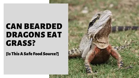 Can Bearded Dragons Eat Grass [is This A Safe Food Source]