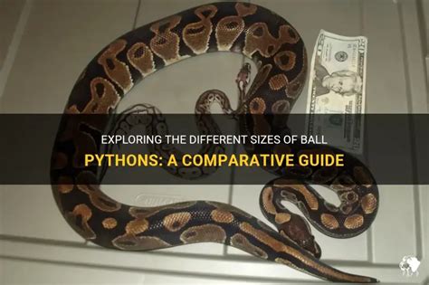 exploring the different sizes of ball pythons a comparative guide