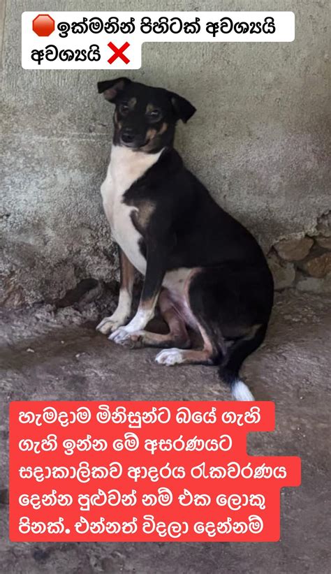 ලකා 🛑ඉක්මනින් පිහිටක් අවශ්‍යයි අවශ්‍යයි 🛑 ගැහැණු සතෙක් වුන නිසාම මිනිසුන්ගෙන් හිංසාවට පිඩාවට