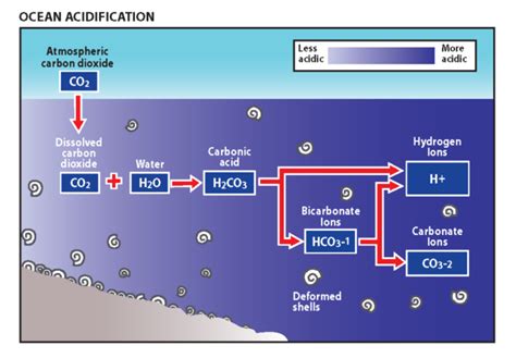 Strategy Spotlight Ocean Acidification State Wildlife Action Plan