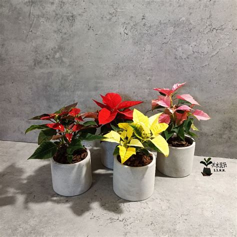水水泥好水泥盆 聖誕紅盆栽季節水泥盆栽 北歐風格植栽 觀葉植物室內植物盆栽 陽台植物陽台水泥盆栽銀葉菊聖誕柏香冠柏 蝦皮購物