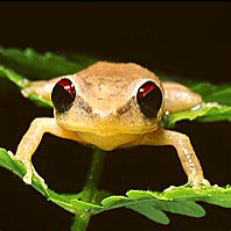 9 Best Coqui Frogs Images On Pinterest Frogs Puerto Rico And Amphibians
