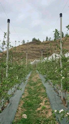 Trellis Support System For High Density Apple Orchard White At Best