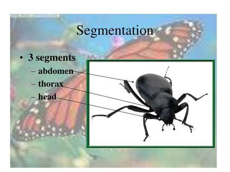 Ppt Arthropods Powerpoint Presentation Free Download Id156170
