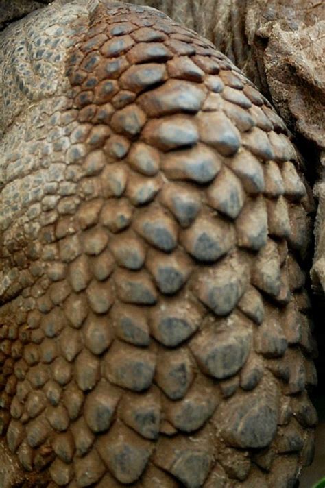 Alligator Skin Texture Reference