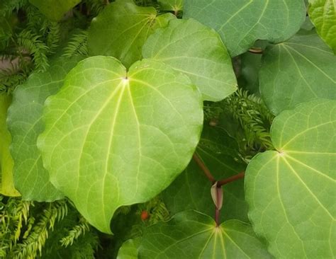 Kawakawa Macropiper Excelsum Natural Health Information