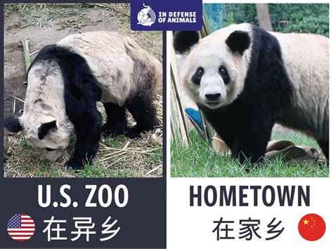Media Release Media Release Pandas Residents Demand An End To