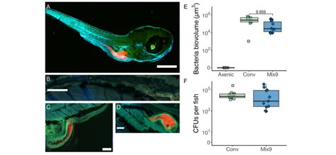 Bacterial Load Was Localized In The Larval Zebrafish Gut And Showed Download Scientific Diagram