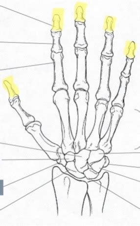 Hand Flashcards Quizlet