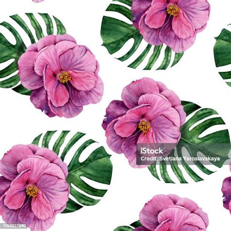몬스테리아 잎과 분홍색 야생 장미 꽃이 있는 열대 이음매 없는 반복 가능한 패턴 흰색 배경에 고립된 수채화 그림입니다 카드 책 표지 인쇄 웹 디자인을위한 꽃 장식 0명에
