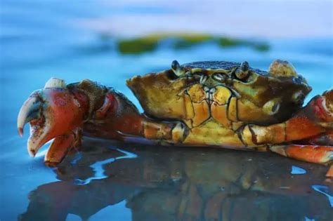 20 Types Of Mollusks Species Facts And Photos