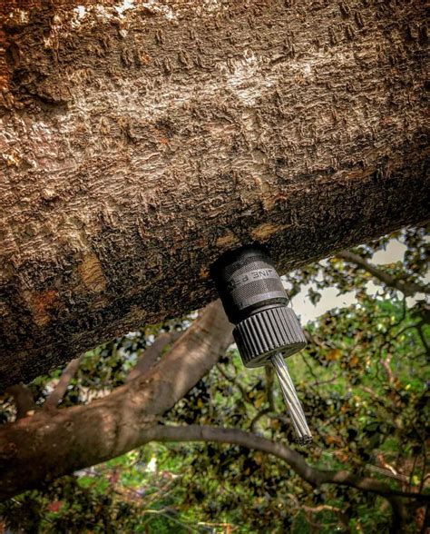 Tulsa Tree Cabling And Tree Bracing Service Company