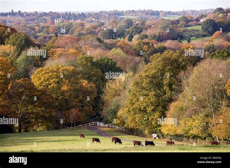 Autumn Trees Uk Hi Res Stock Photography And Images Alamy