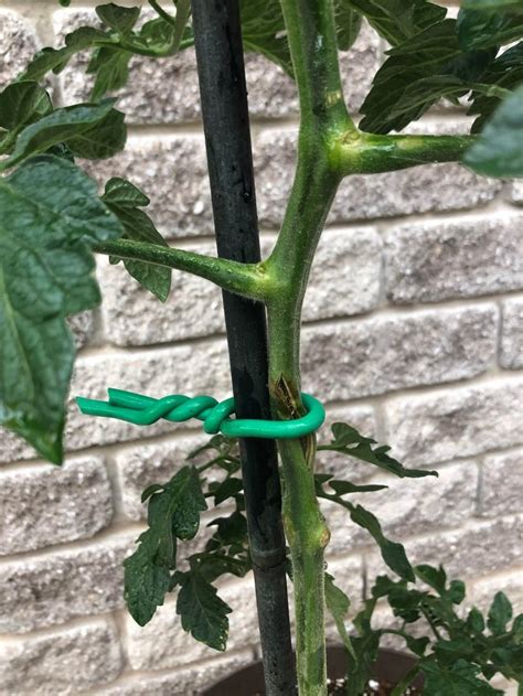 How To Prevent Cherry Tomato Stem Splitting