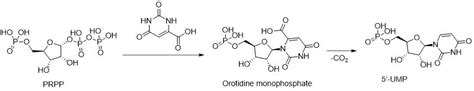 How To Synthesis Nucleotides Boc Sciences