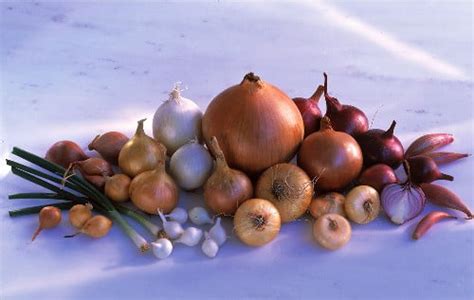 Stem Vegetables Examples