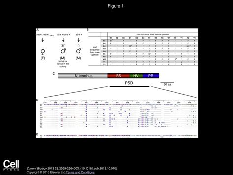 Volume Issue Pages December Ppt Download