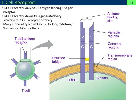 Ppt Vertebrate Immune System Powerpoint Presentation Free Download