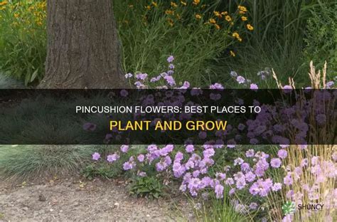 Pincushion Flowers Best Places To Plant And Grow Shuncy