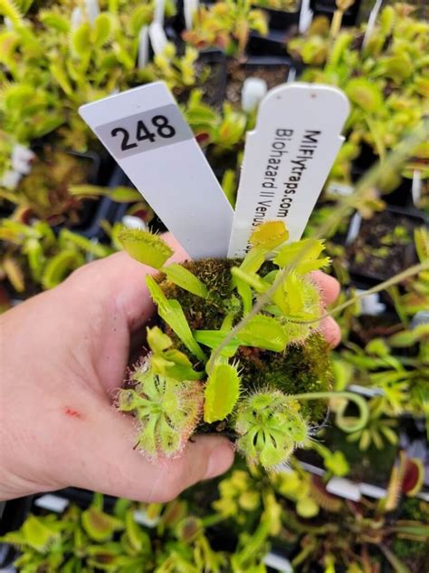 Buy Alien Venus Flytrap Potted Mi Flytraps