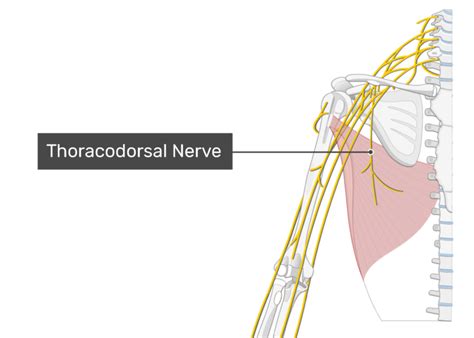 Thoracodorsal Nerve Latissimus Dorsi Axillary Surgery Basicmedical