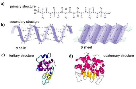 Protein Structure Classification Slideshare at Emily Wolcott blog