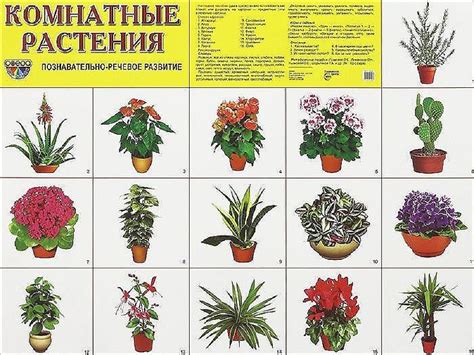 Комнатные растения картинки для детей