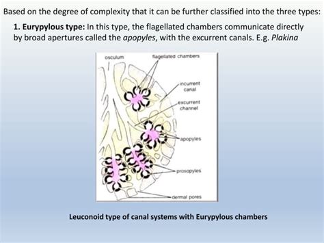 Canal System In Spongespptx