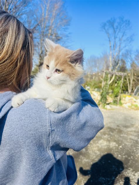 Siberian Kittens Apsley