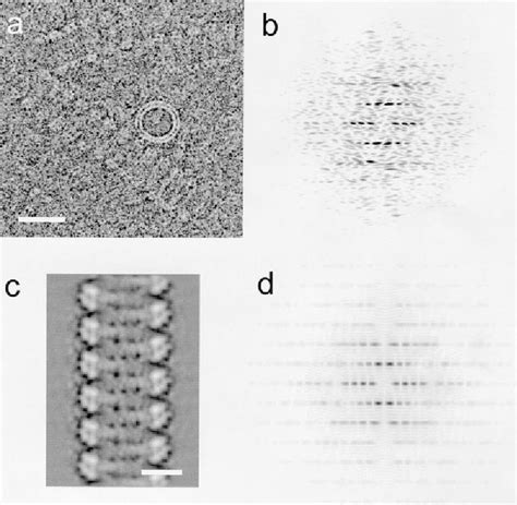 Figure 2 From Two Structural Transitions In Membrane Pore Formation By
