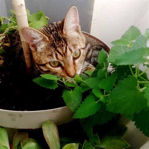 Make Your Pussy Cat High And Happy With A Homegrown Pot Of Catnip Cats Of Cape Town