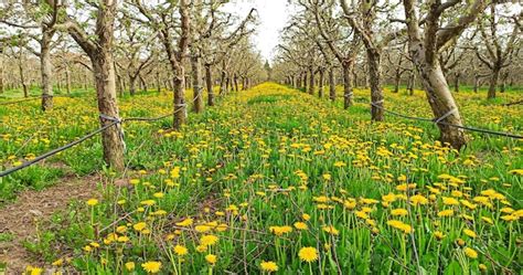Premium Photo Apple Orchard In Spring