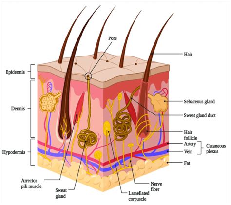 Exploring The Vital Functions And Structure Of The Skin Lhp