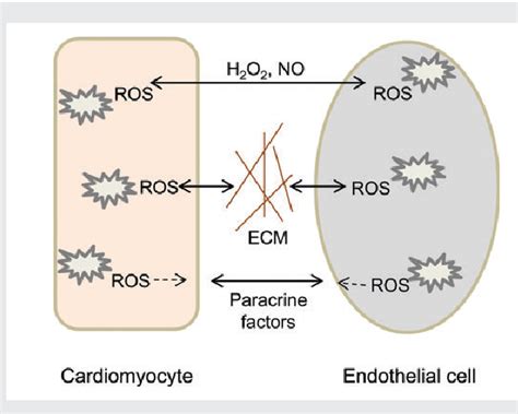 Figure 1 From Ros Signalling Between Endothelial Cells And Cardiac Cells Semantic Scholar