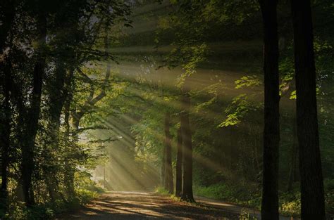 About Us Enhance Your Projects Today — Tree Surveys Tree