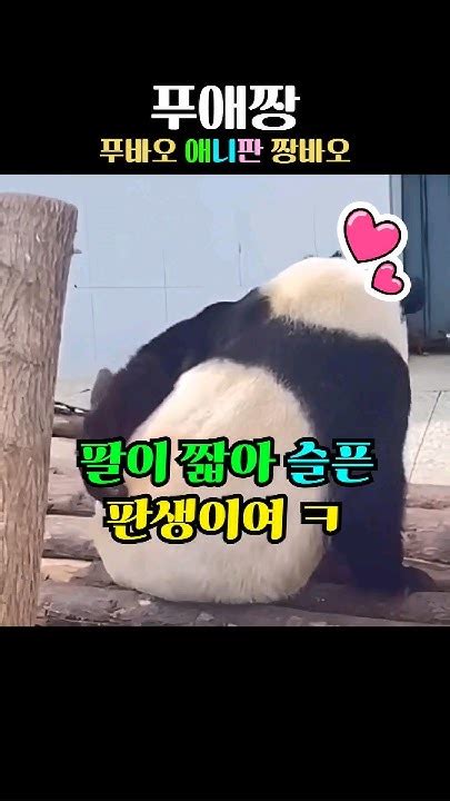 🎀 판다의 고뇌 팔이 짧아 슬픈 판생이여 판다 유머 웃긴영상 판다곰 Youtube