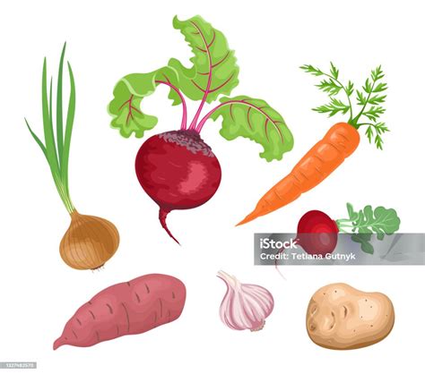 뿌리 채소 세트 벡터 사탕무 무 감자 고구마 양파 마늘 당근 만화 평면 일러스트 당근에 대한 스톡 벡터 아트 및 기타 이미지 Istock