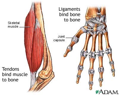 Tendon Vs Ligament Medlineplus Medical Encyclopedia Image
