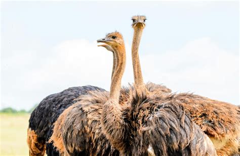 Debunking Myths The Truth About Ostriches Burying Their Heads