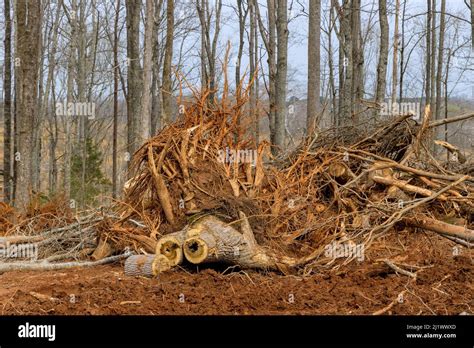Tree Stump Removal The Digging Out Of Trunk Roots With In Preparing Land For Housing New Complex