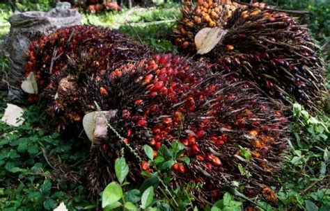 Palm Detection Object Detection Dataset By Palmdetection