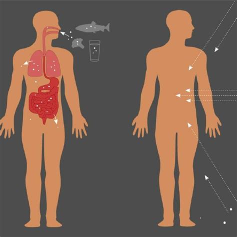 The Different Pathways For Exposure To Ionising Radiation When You Eat
